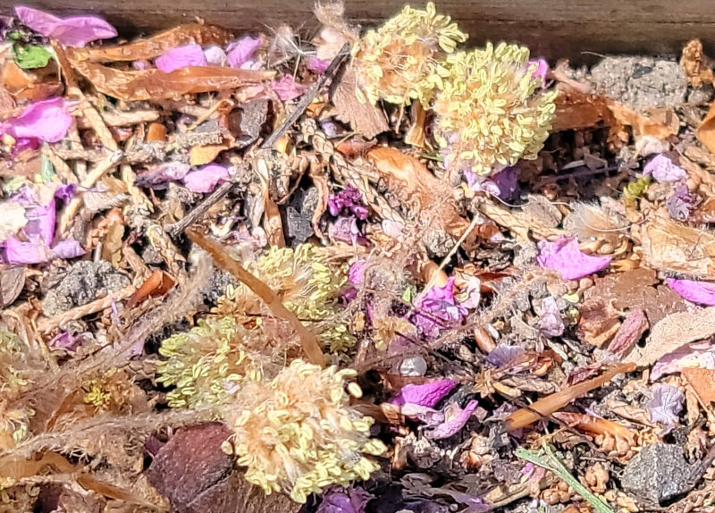 Backyard Nature: What’s making us sneeze today? It might be beech ...