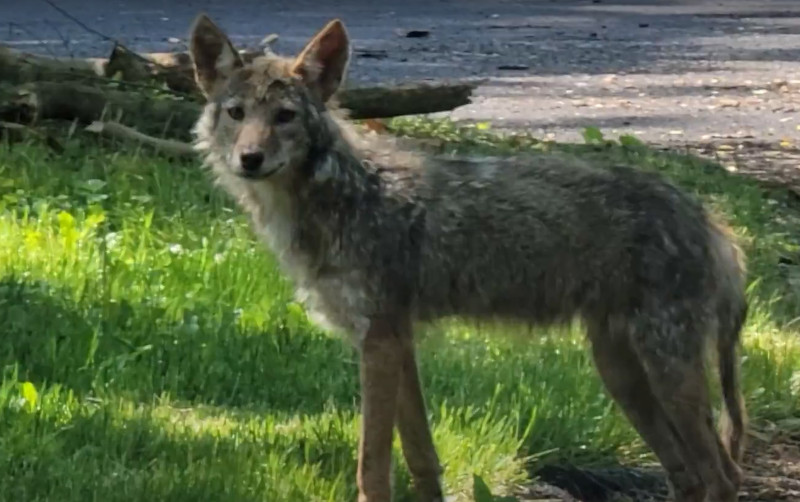 Backyard Nature: The scoop on coyote and fox poop | Forest Hills ...