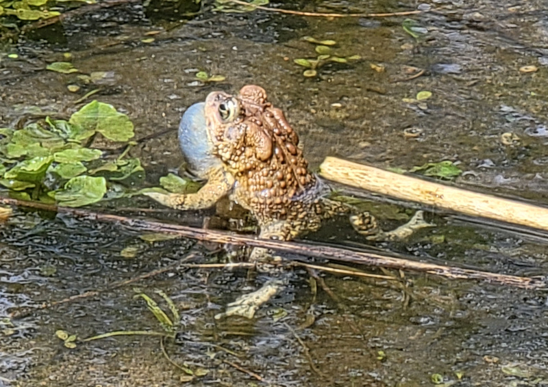 Backyard Nature: The love song of the American toad | Forest Hills ...