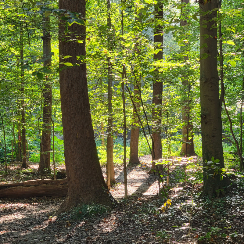 Opinion: Angry and discouraged about… everything? A walk might help ...