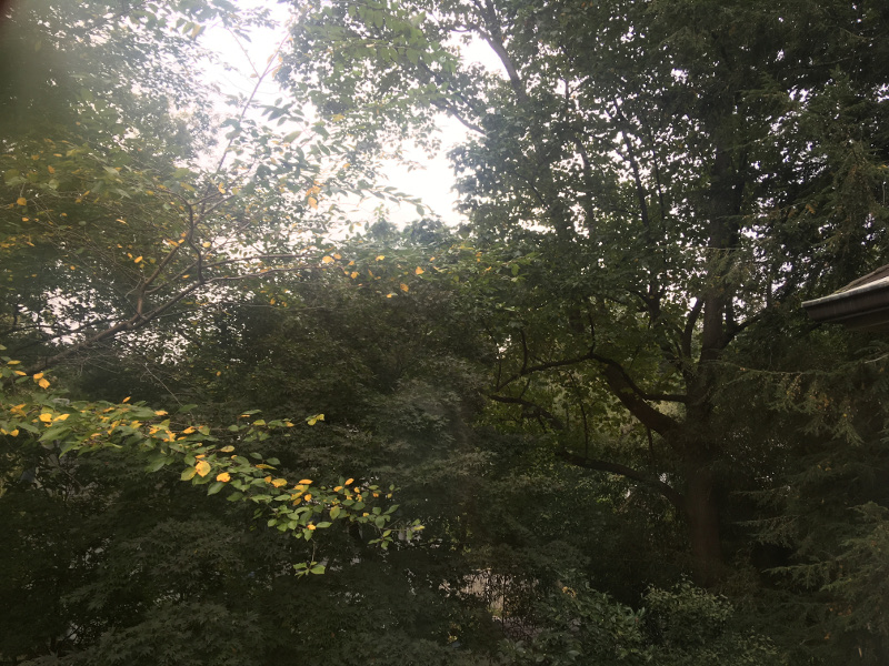 Opinion: We risk losing the forest in Forest Hills | Forest Hills ...